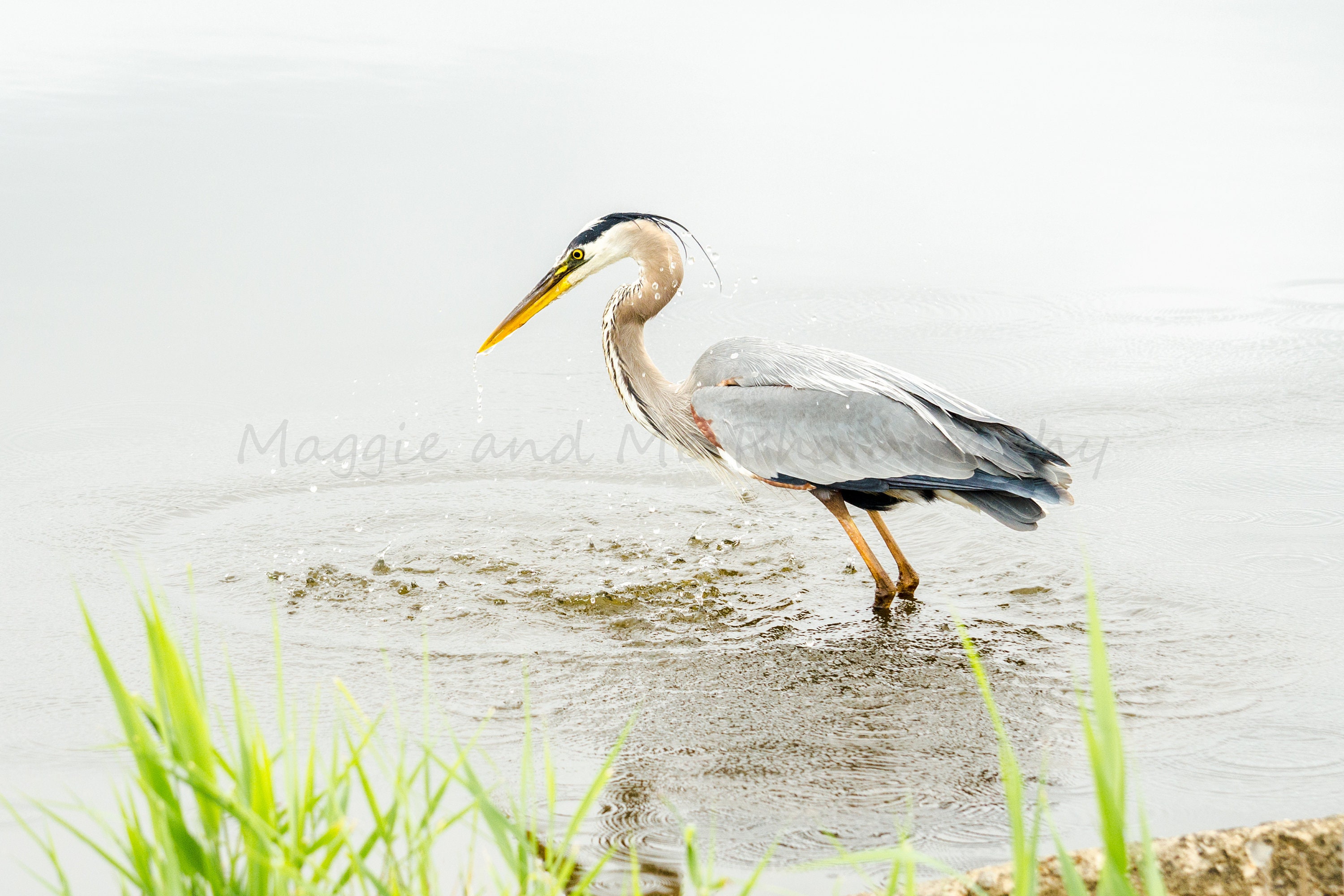 Great Blue Heron - Fuji Pearl, at Blackwater Wildlife Refuge, Wildlife ...