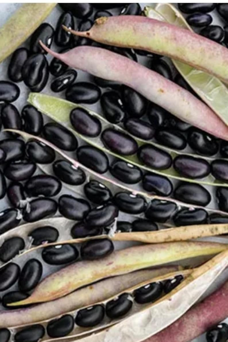 BLACK BEANS From the Garden of Dana & Brian - Etsy