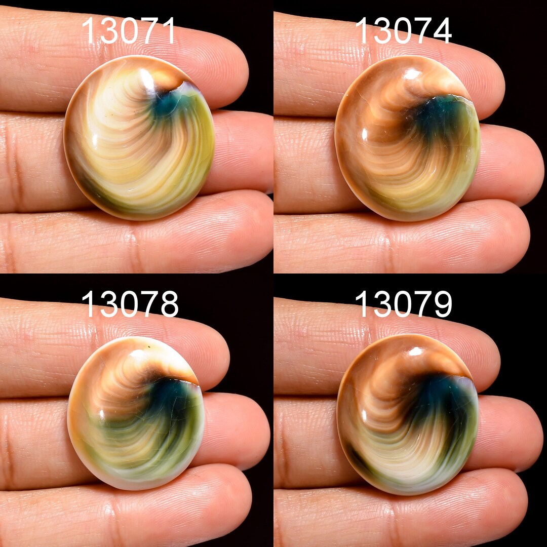 Shiva Eye Shell Gemstone Loose Shiva Eye Shell Natural Shiva - Etsy