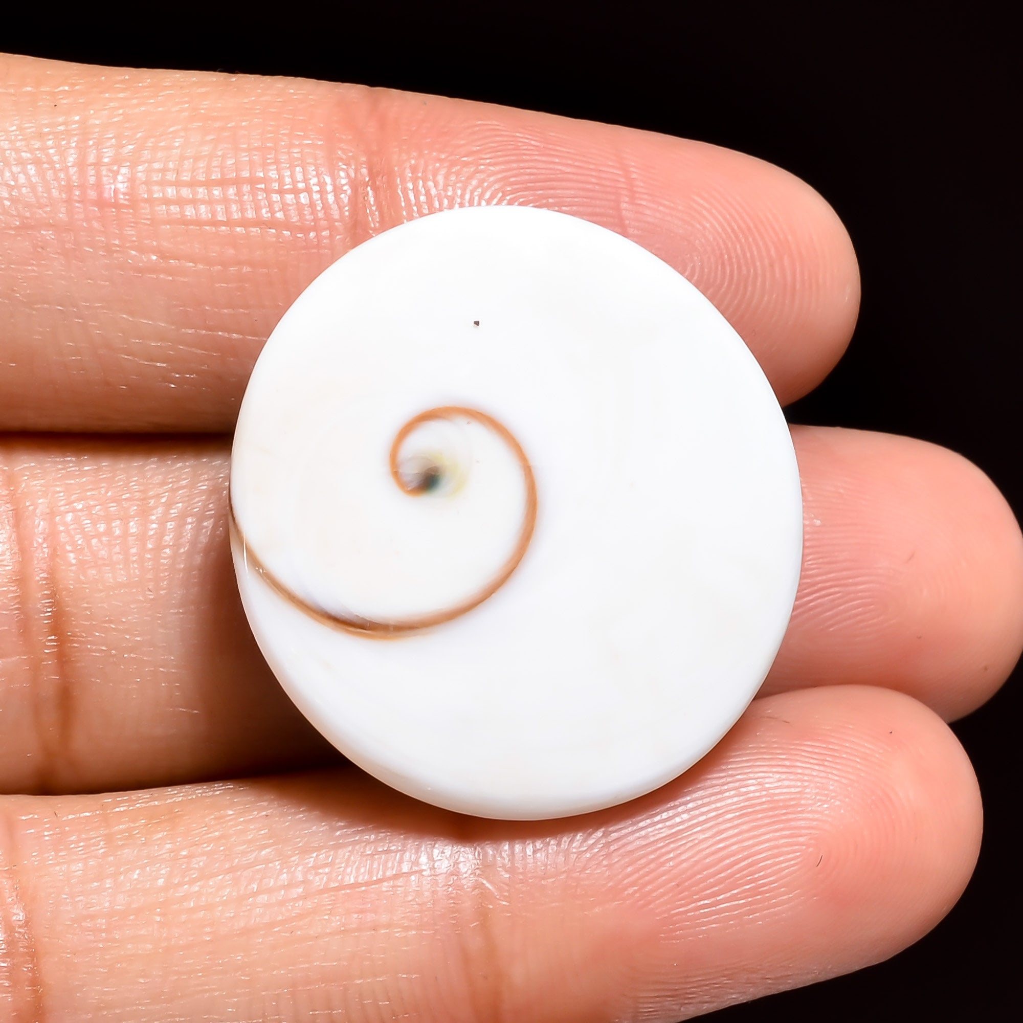 Shiva Eye Shell Gemstone Loose Shiva Eye Shell Natural Shiva - Etsy