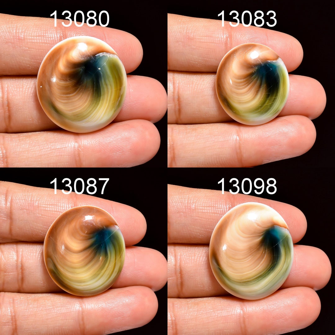 Shiva Eye Shell Gemstone, Loose Shiva Eye Shell, Natural Shiva Eye ...