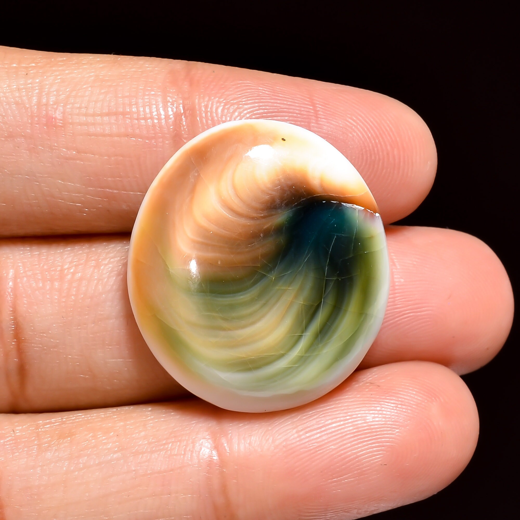 Shiva Eye Shell Gemstone Loose Shiva Eye Shell Natural Shiva - Etsy