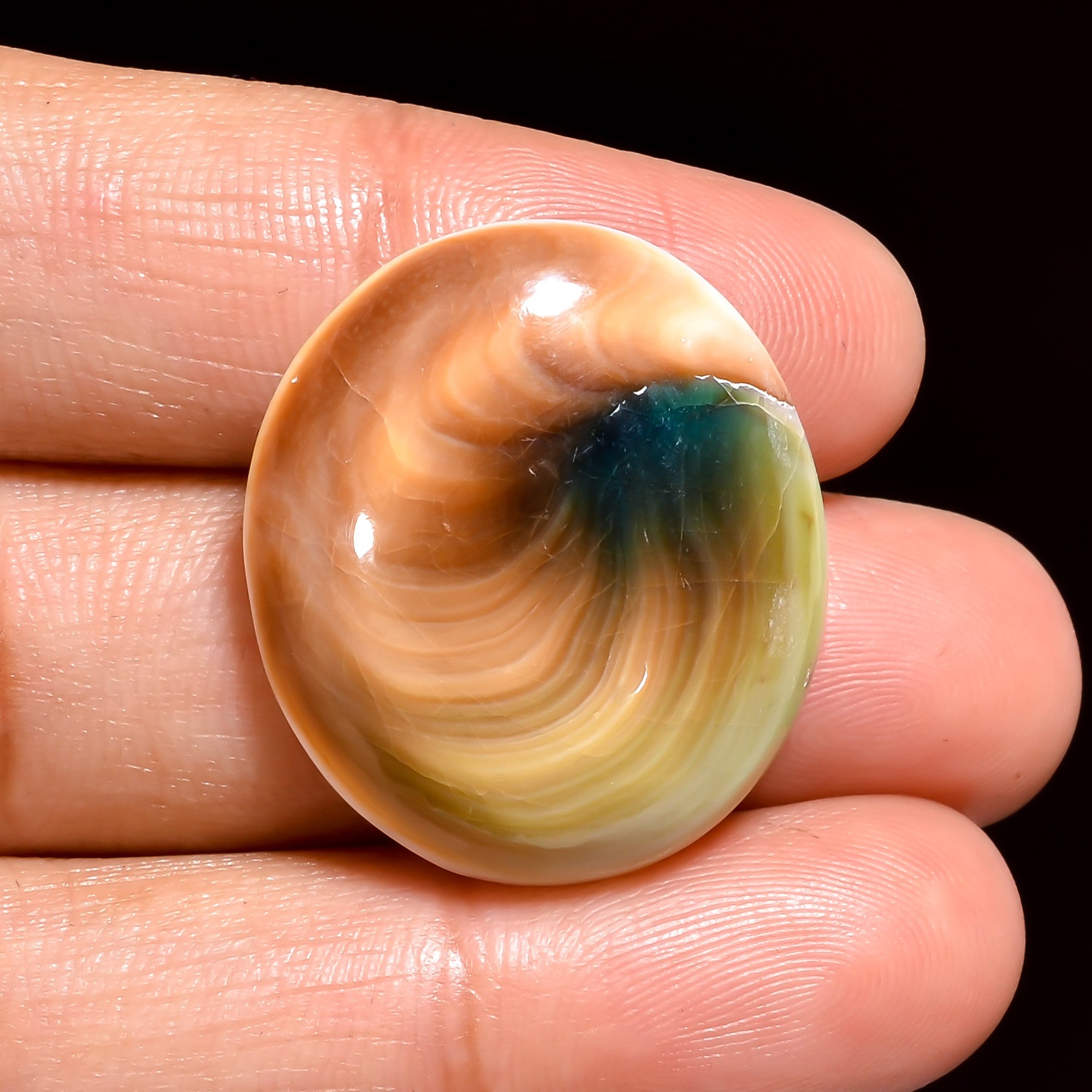 Shiva Eye Shell Gemstone Loose Shiva Eye Shell Natural Shiva - Etsy