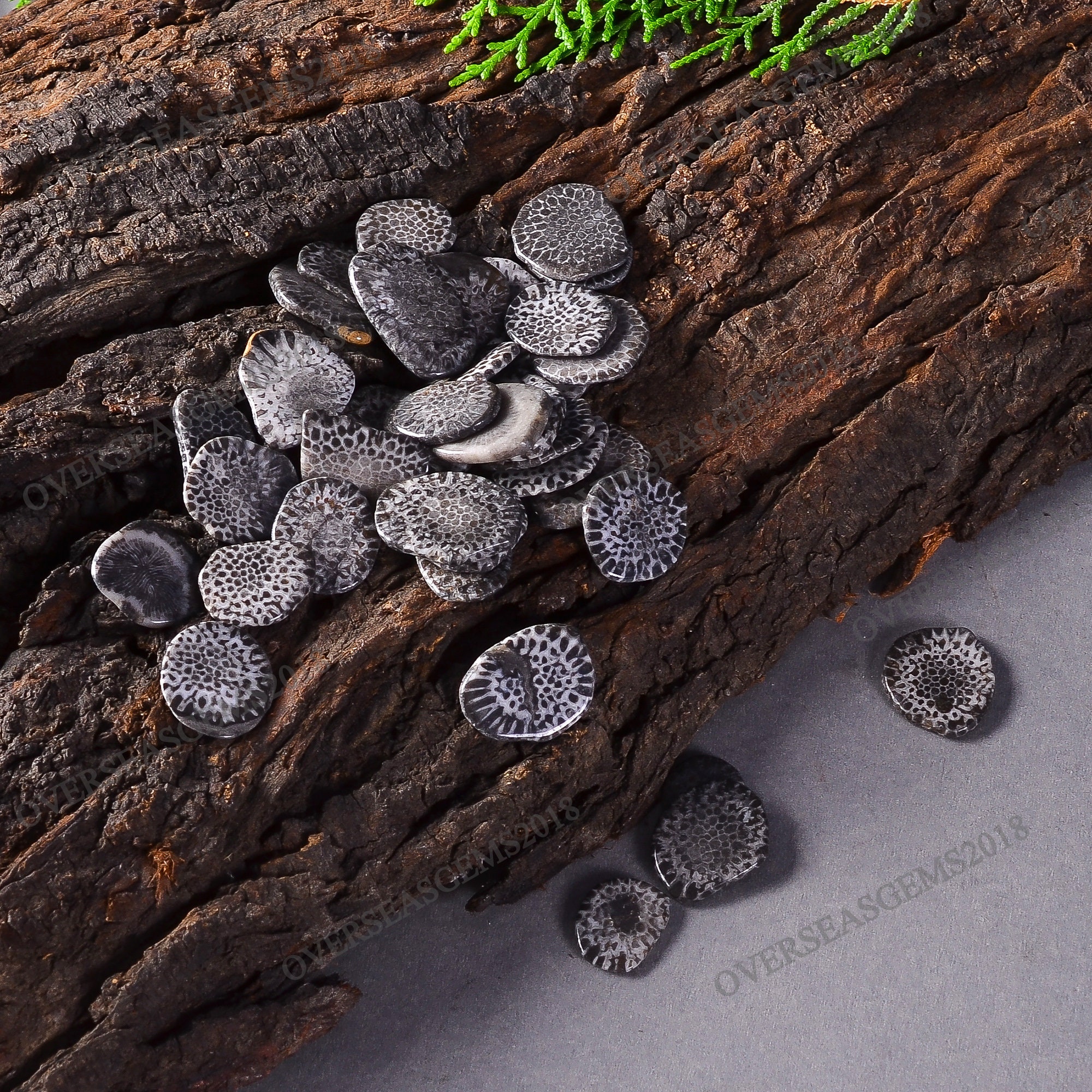 Natural Black Fossil Coral Slices Wholesale Gemstone Bulk - Etsy