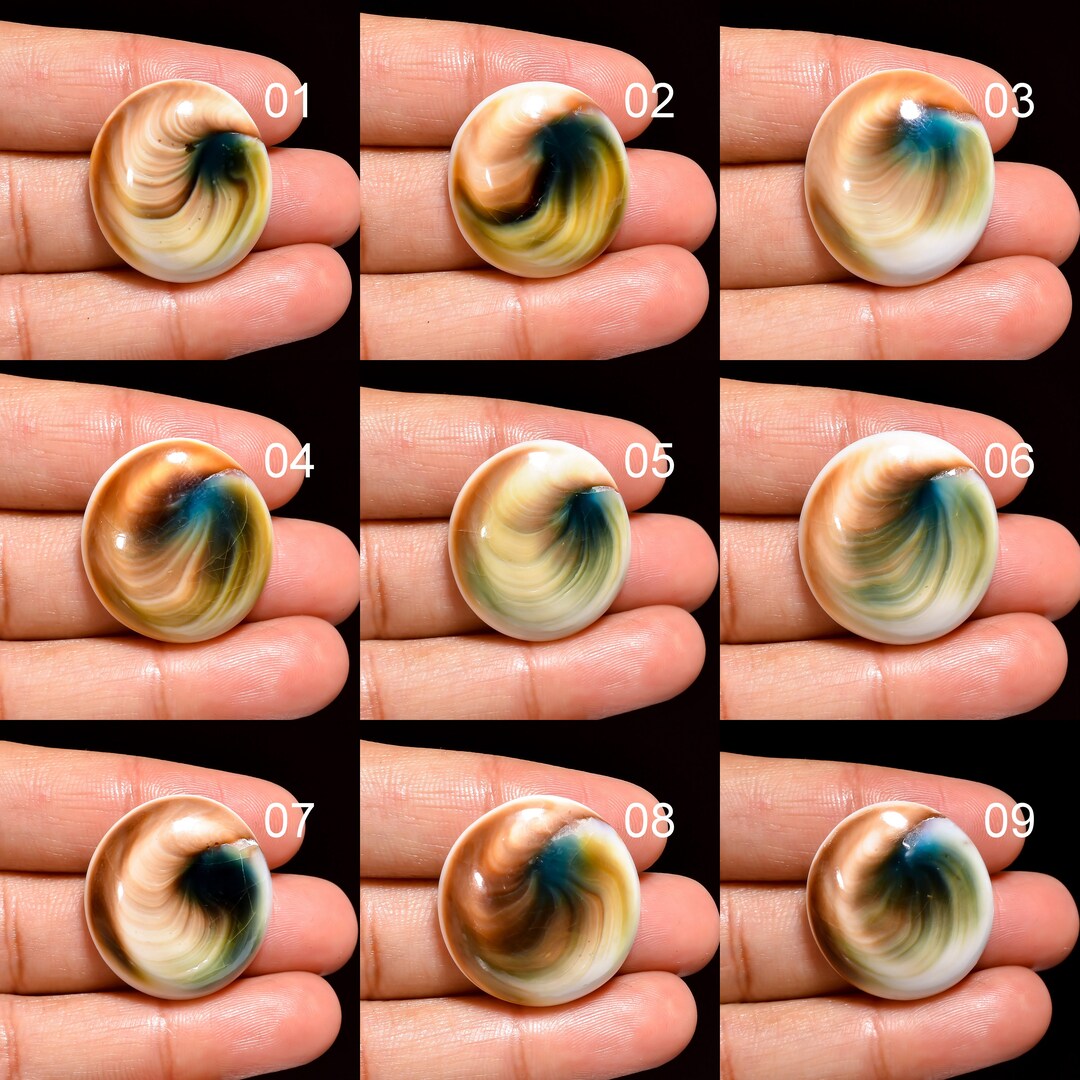 Shiva Eye Shell Gemstone, Loose Shiva Eye Shell, Natural Shiva Eye ...
