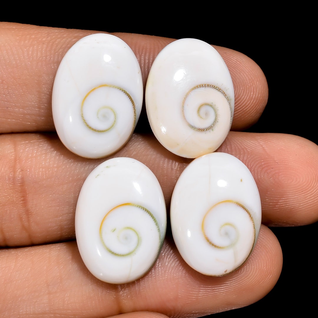 Shiva Eye Shell Gemstone, Loose Natural Shiva Eye Shell Cabochon Rare ...