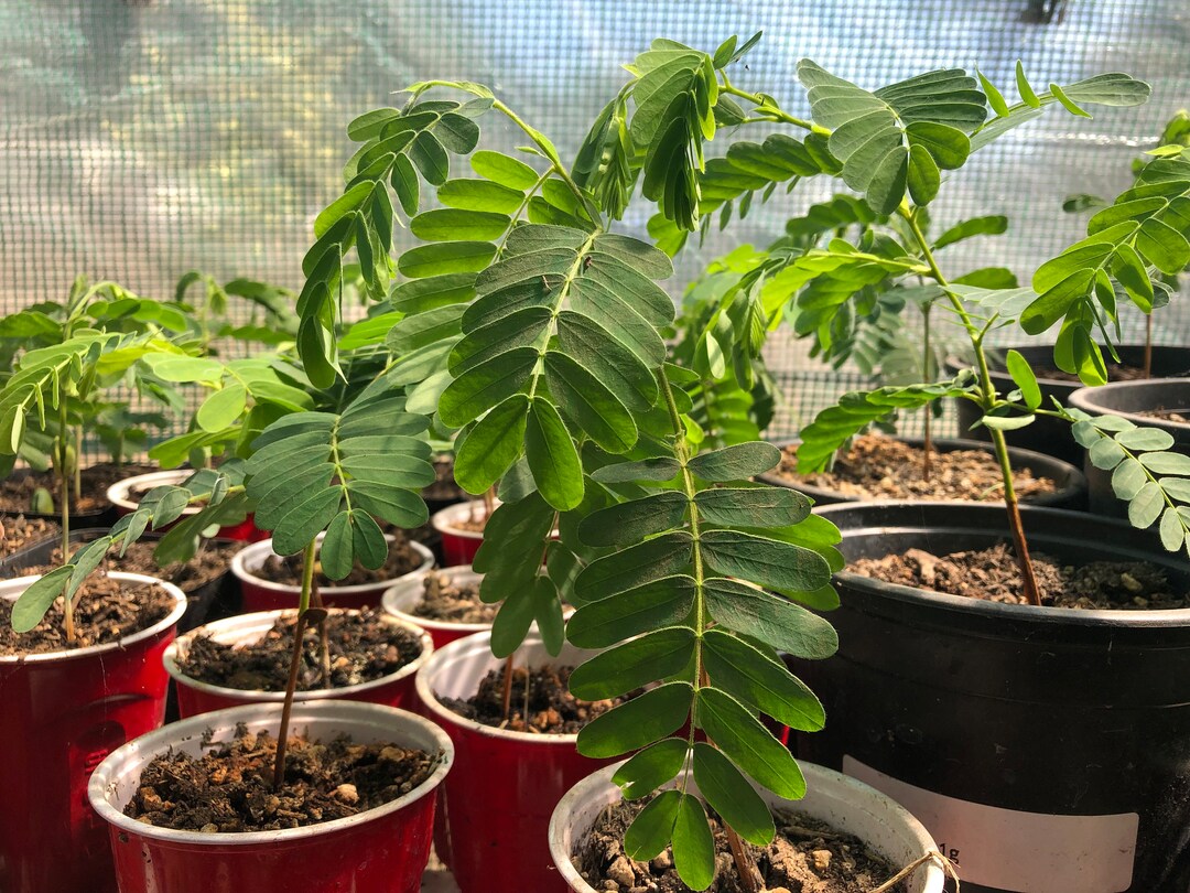 Tamarind Tree Beautiful Seedling - Etsy