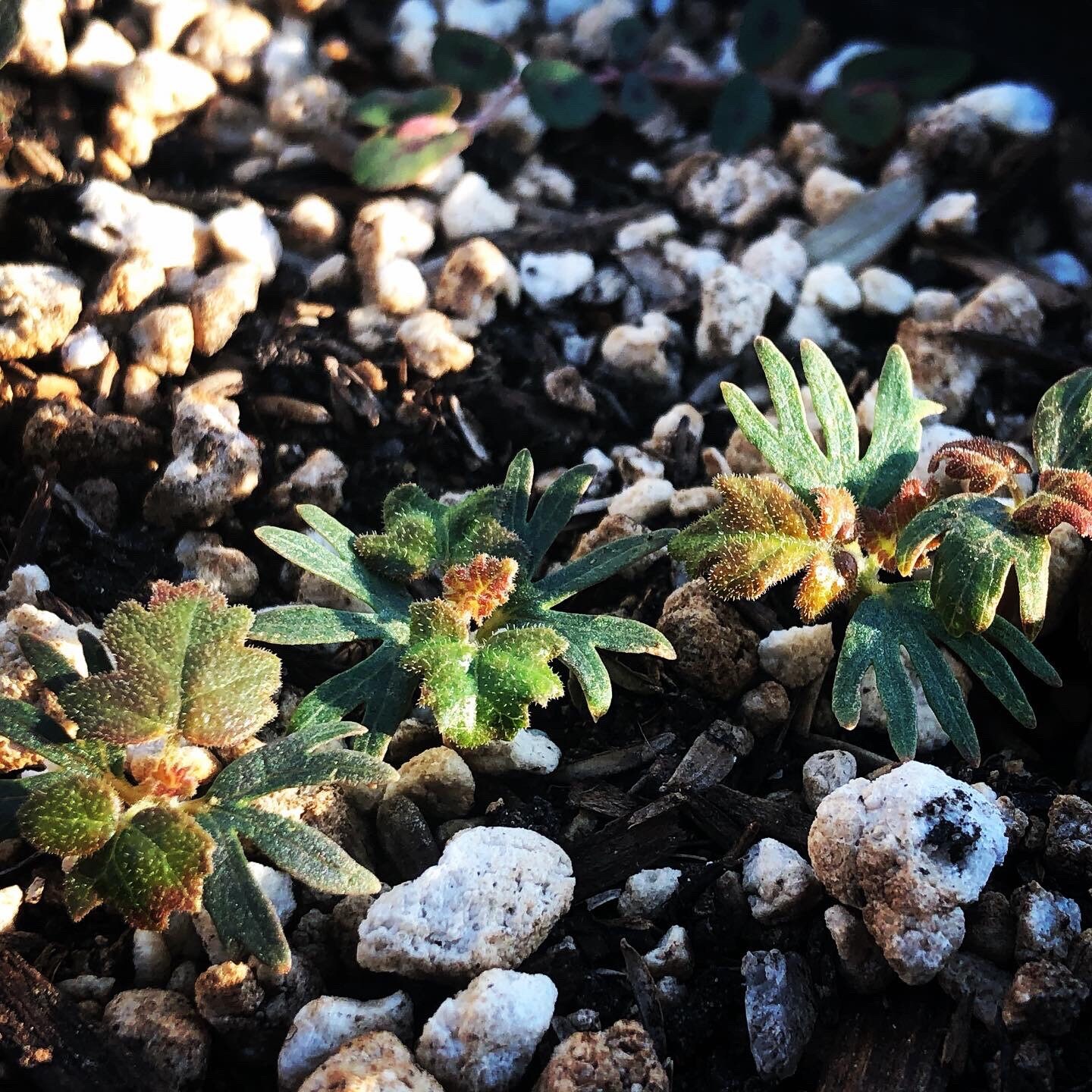 Boswellia Sacra Seeds Frankincense Seeds Picked Summer - Etsy