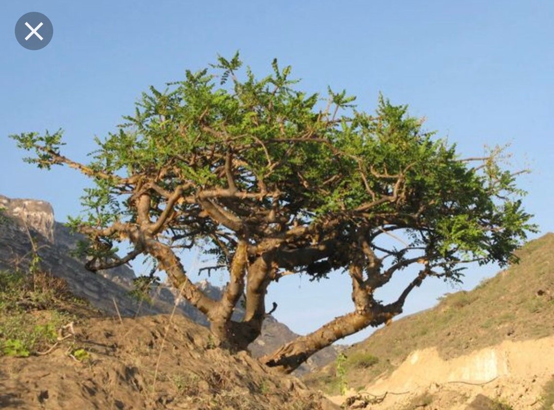 Boswellia Sacra Seeds Frankincense Seeds Picked Summer - Etsy