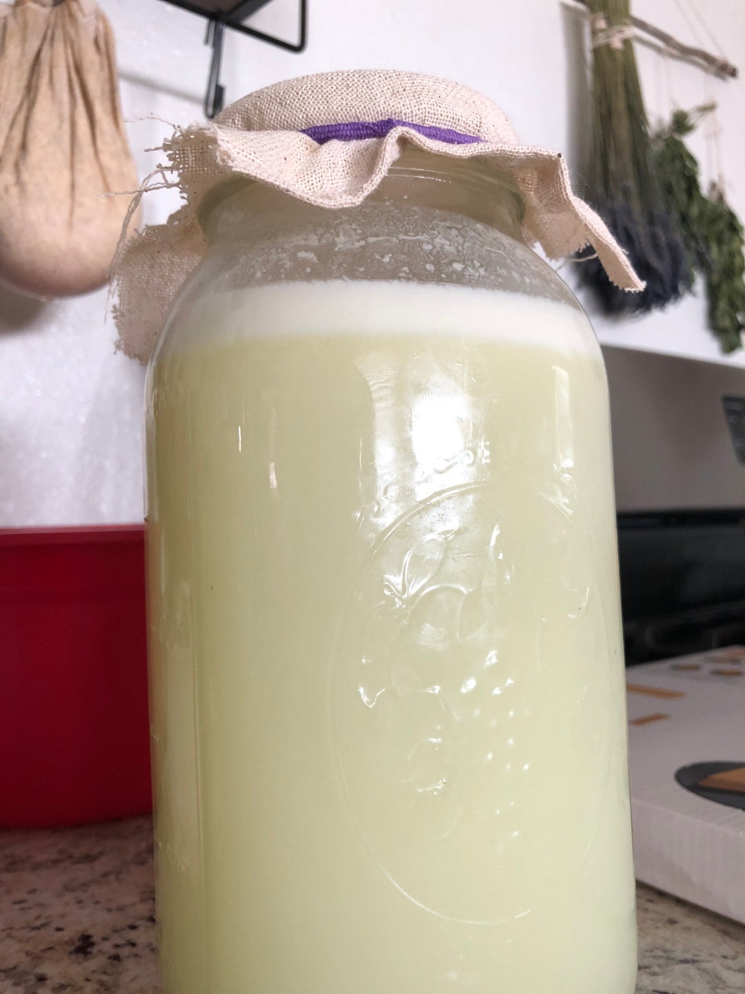 Lactic Acid Bacteria Regenerative Plant Fertilizer Etsy