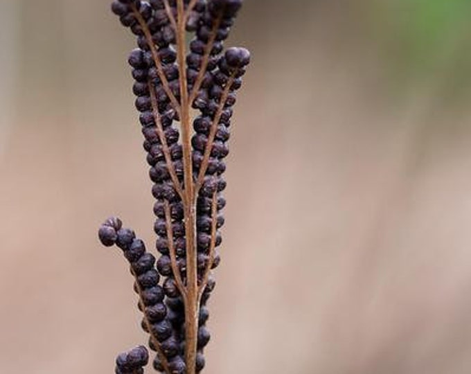 50 Fern Frond Stems, Sensitive Ferns, Fronds, Dried Flower Arrangement ...