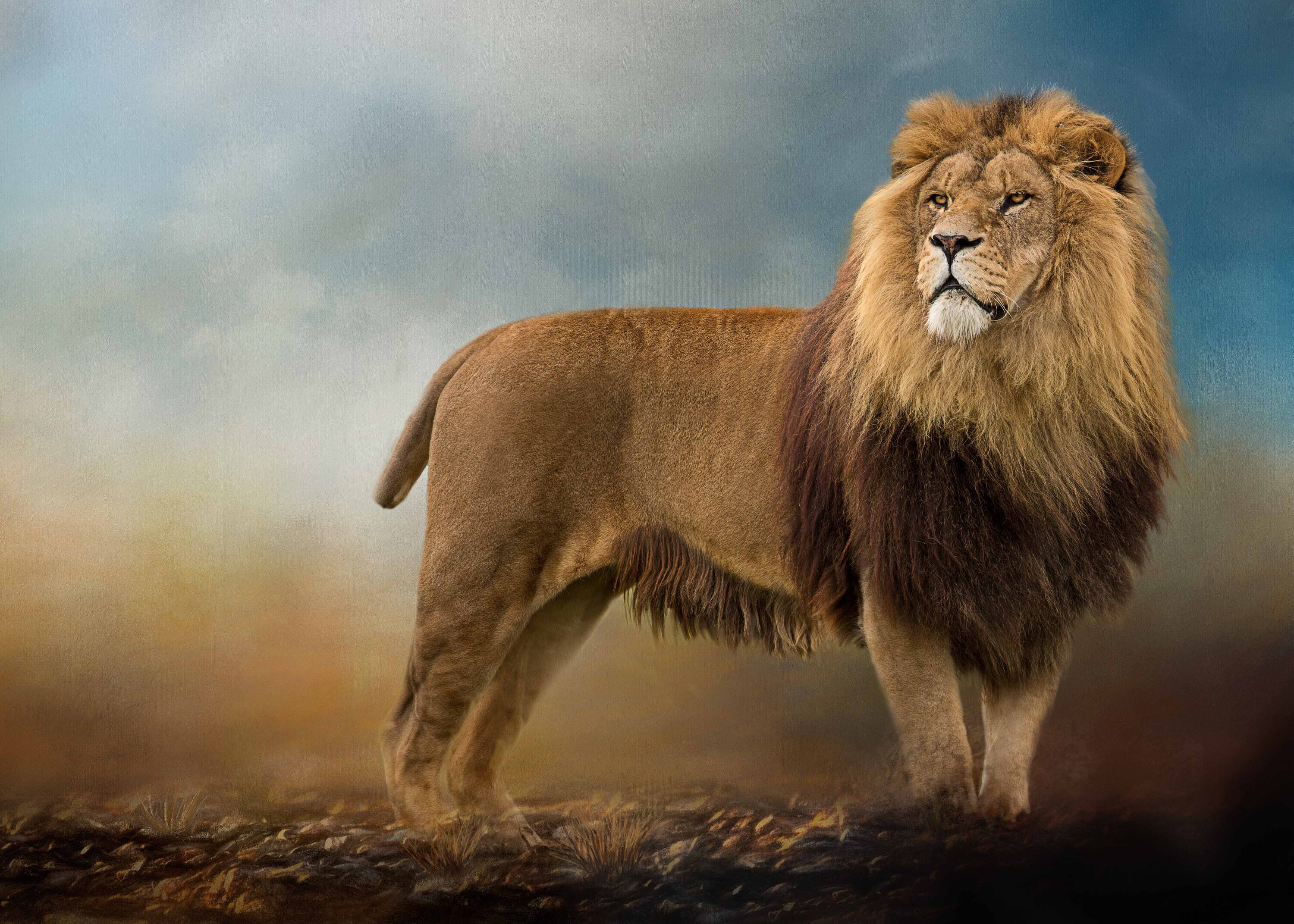 Lion with a Stubby Tail Standing Proud as the King of the | Etsy