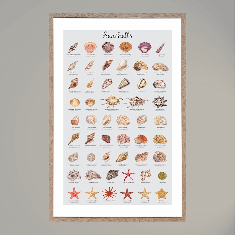 Seashell Print - Etsy