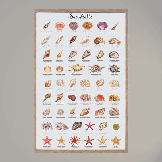 Names Of Seashells