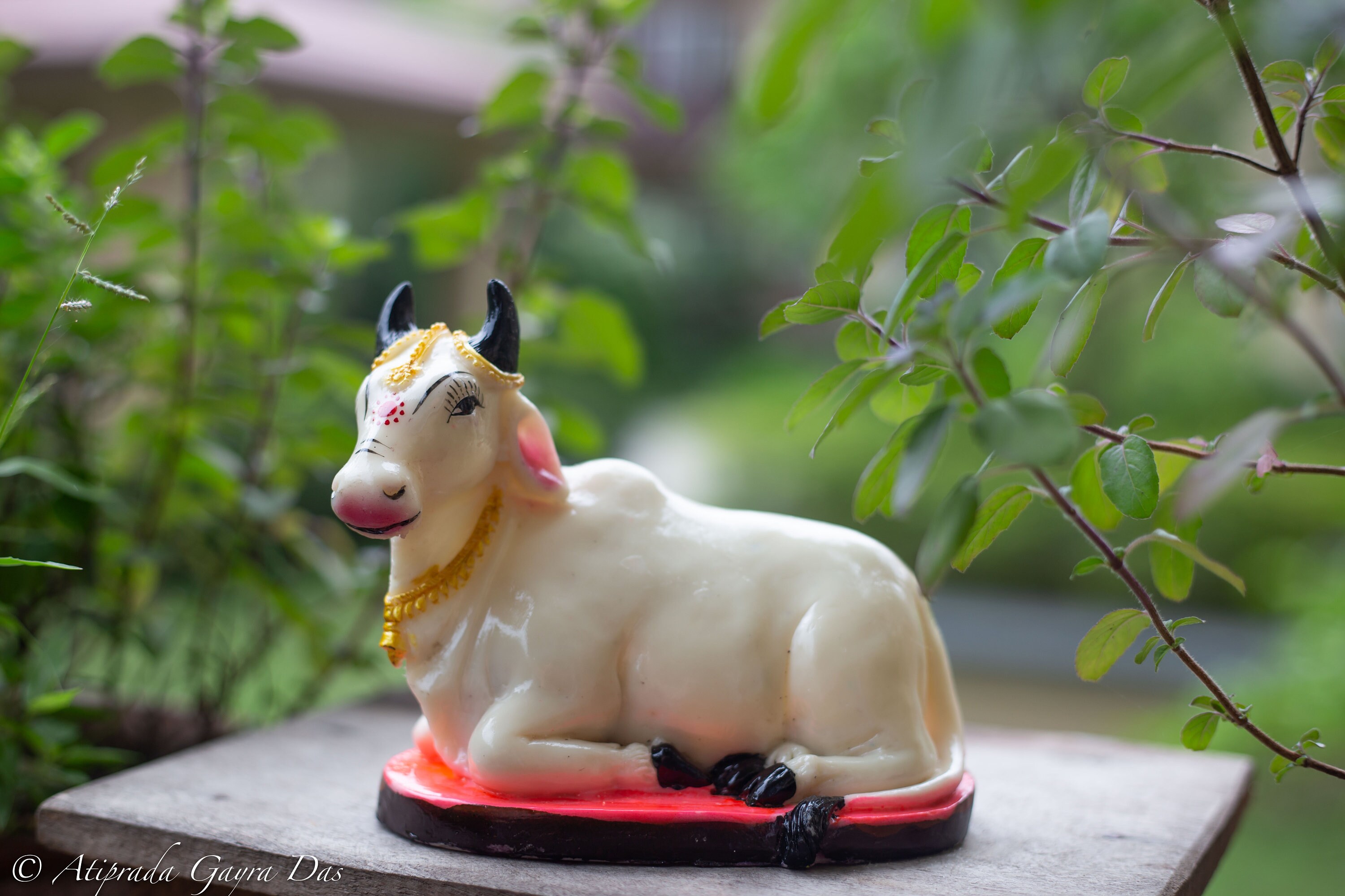 Indian Decorated Cow