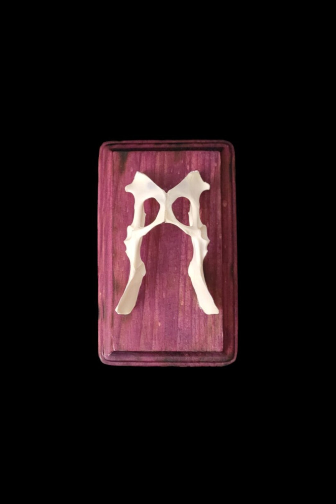 Rabbit Pelvis Wall Art Rabbit Hip Bones Oddities Decor - Etsy