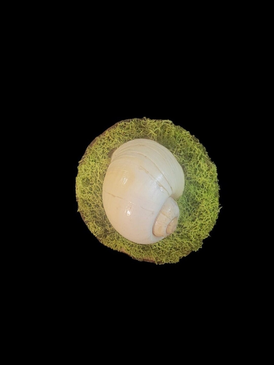 Golden Apple Snail Shell, Wall Art, Home Decor, Macabre, Oddities - Etsy