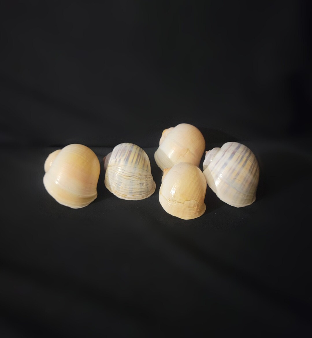 5 Apple Snail Shells, Large,wild Type, Golden, Oddities, Decor - Etsy