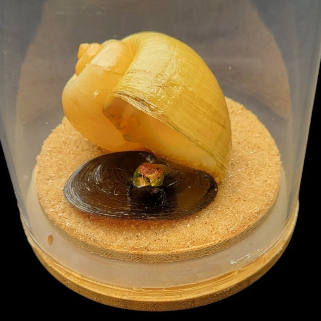 Dung Beetle, Insect Taxidermy, Snail Shell, Oddities, Decor - Etsy