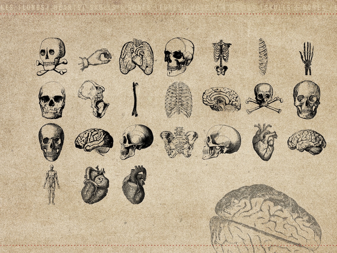 50 Anatomy Photoshop Brushes Photoshop Skulls Photoshop - Etsy