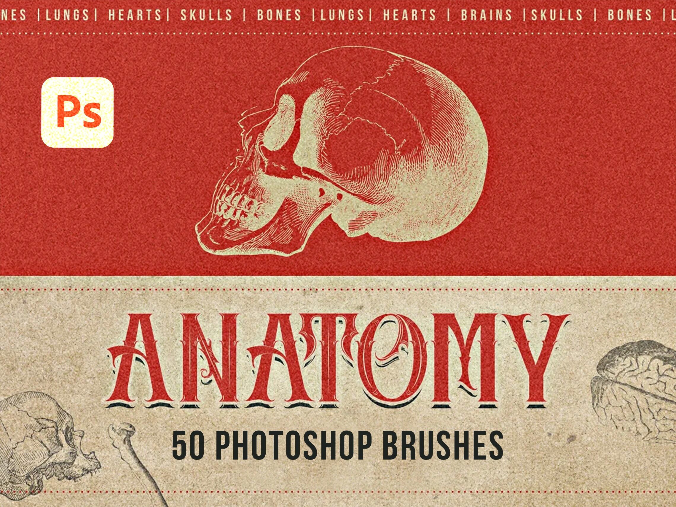 50 Anatomy Photoshop Brushes Photoshop Skulls Photoshop - Etsy