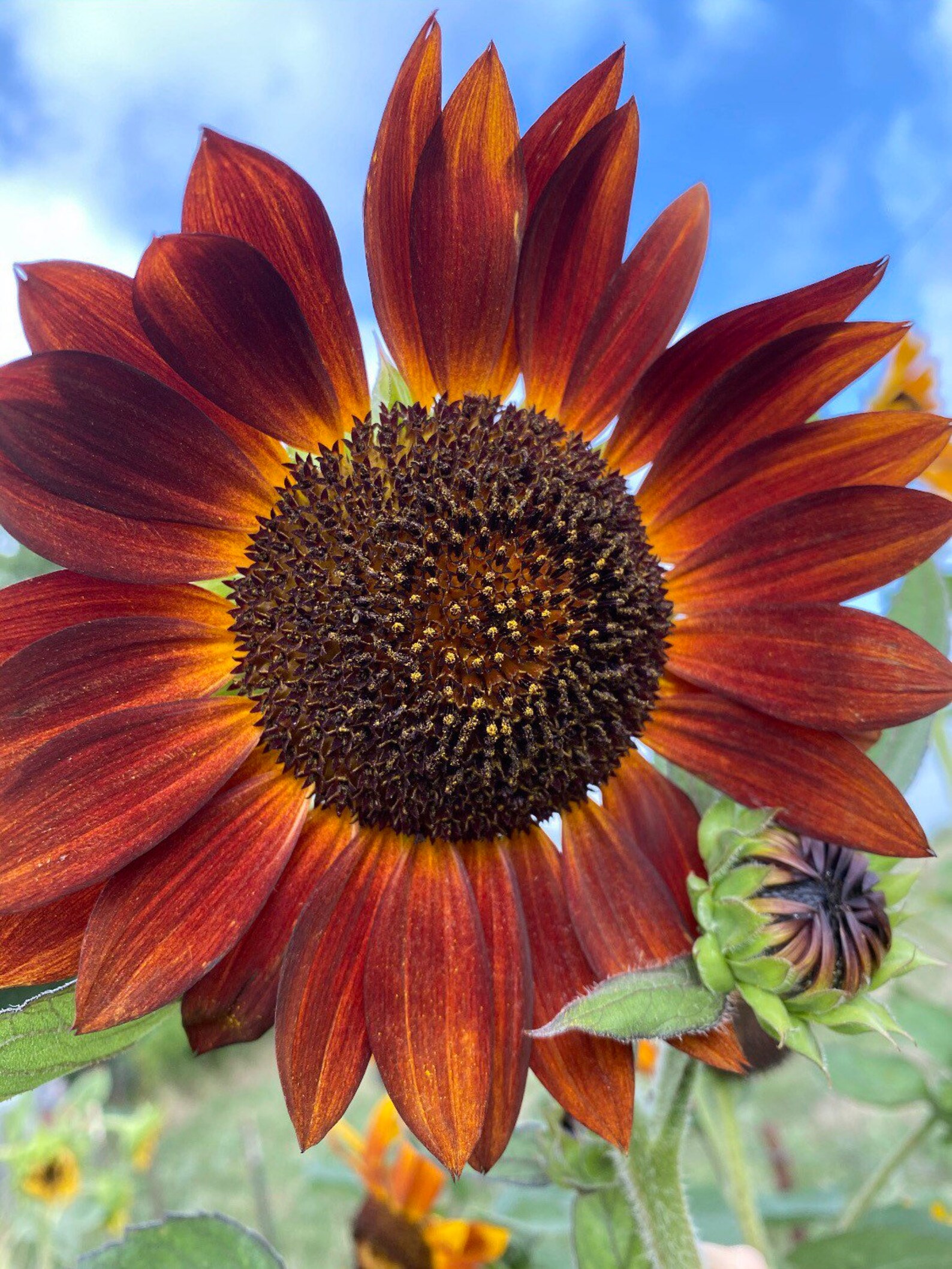 Mammoth Sunflower Seed Mix | Etsy