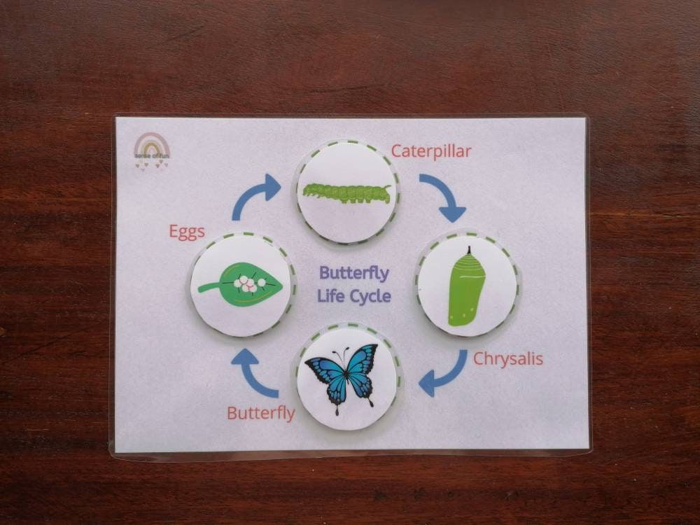 Butterfly Flash Cards and Printable Life Cycle Match. - Etsy