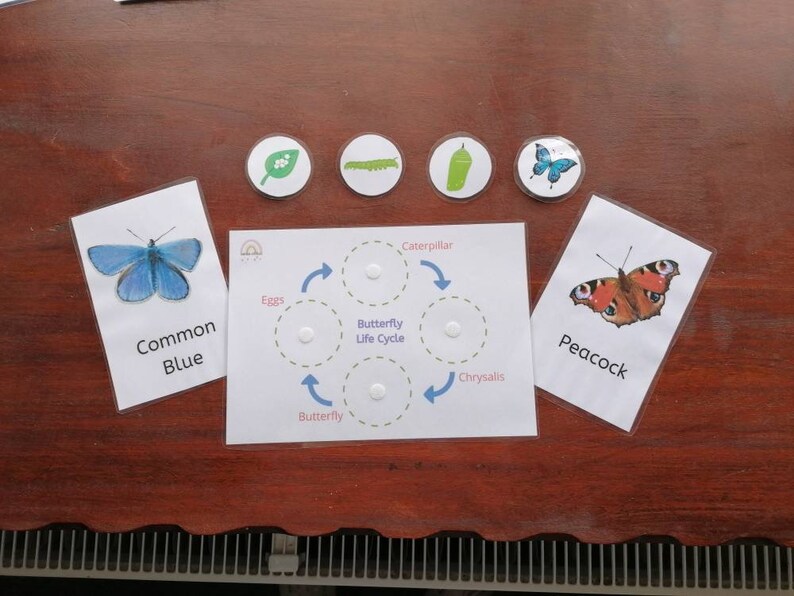 Butterfly Flash Cards and Printable Life Cycle Match. - Etsy