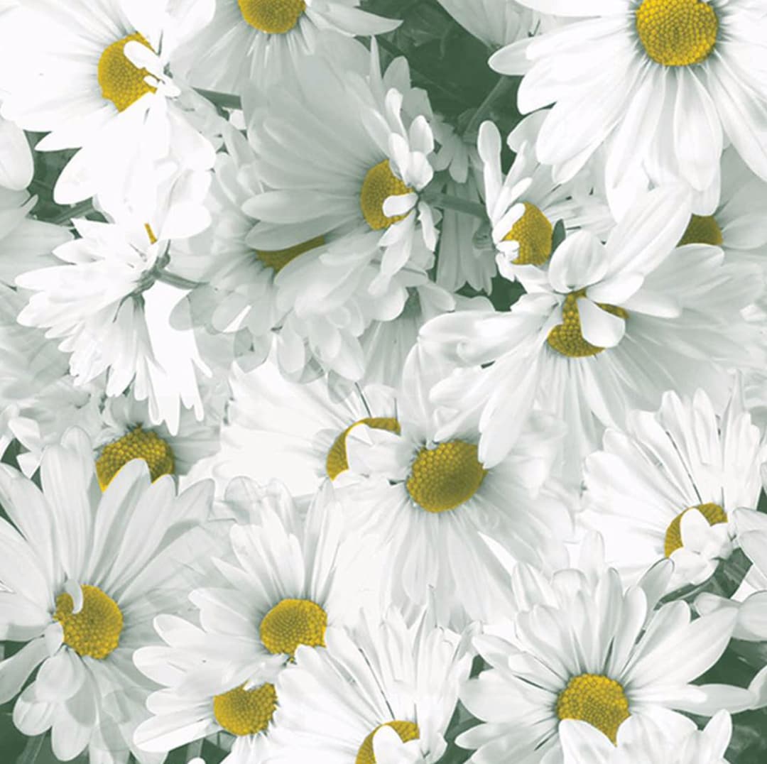 Field of Daisies Gift Wrapping Tissue Paper- 10 Large Sheets 20" X 30 ...