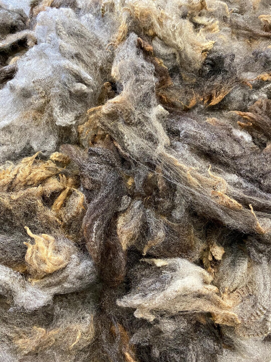 Raw Wool Natural Grays and Browns Fleece Friesian Romney Cross Unwashed ...
