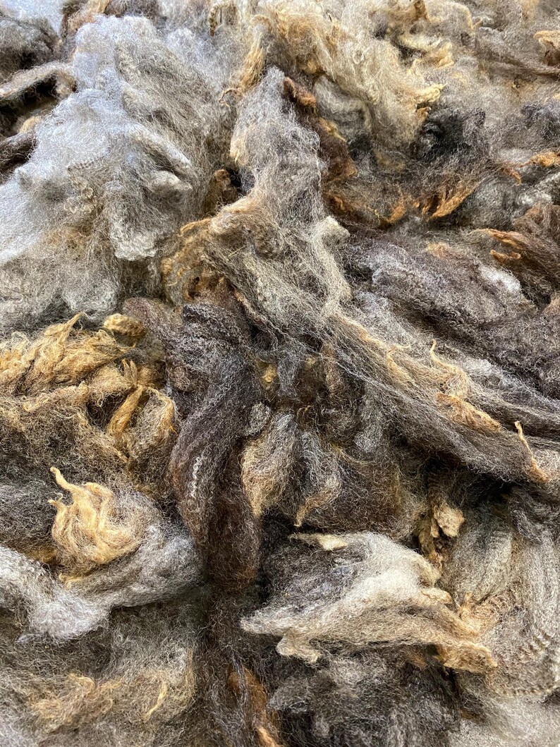 Raw Wool Natural Grays and Browns Fleece Friesian Romney Cross Unwashed ...