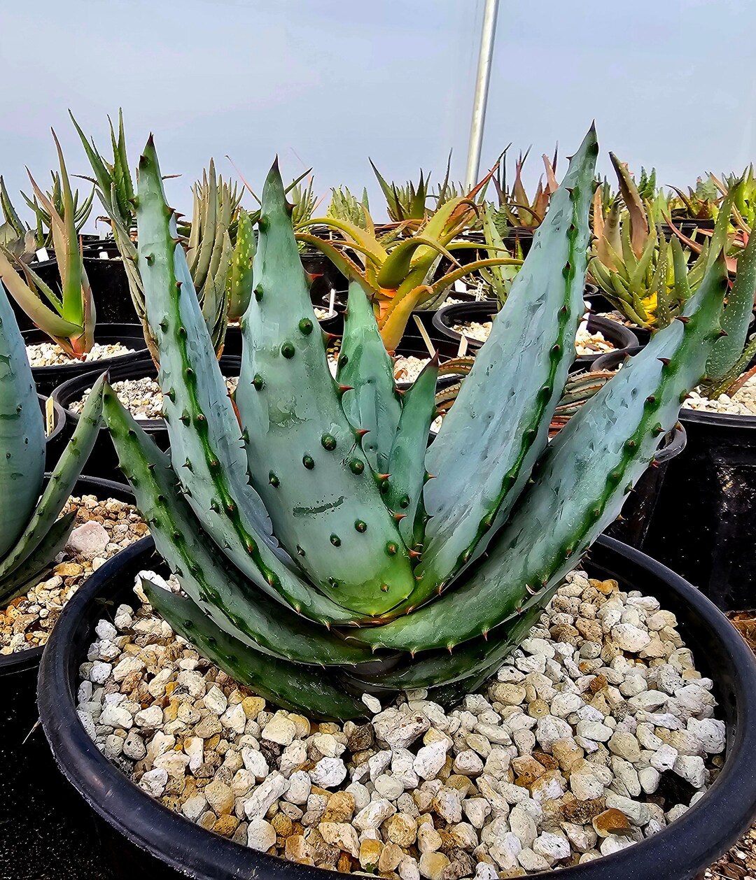 3g Aloe Excelsa,rarely Seen in Cultivation.seed Grown From South ...