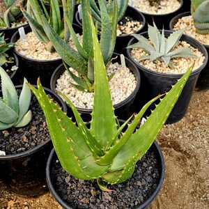 Unique 2g Aloe Wilsonii Red Flowering X Aloe Megalacantha, Yellow ...