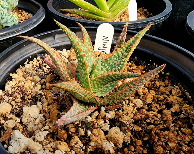 Limited Release, a Circadian Rhythm Hybrid Sm. 1g Aloe 'ninja Star'5. These Have a More Orange ...