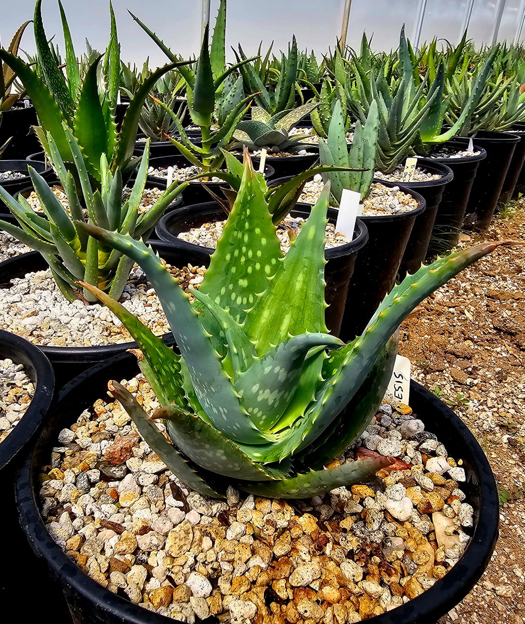 Rare 2g Aloe Niensiensis, These Are Aloes From Tanzania That Are Rarely ...