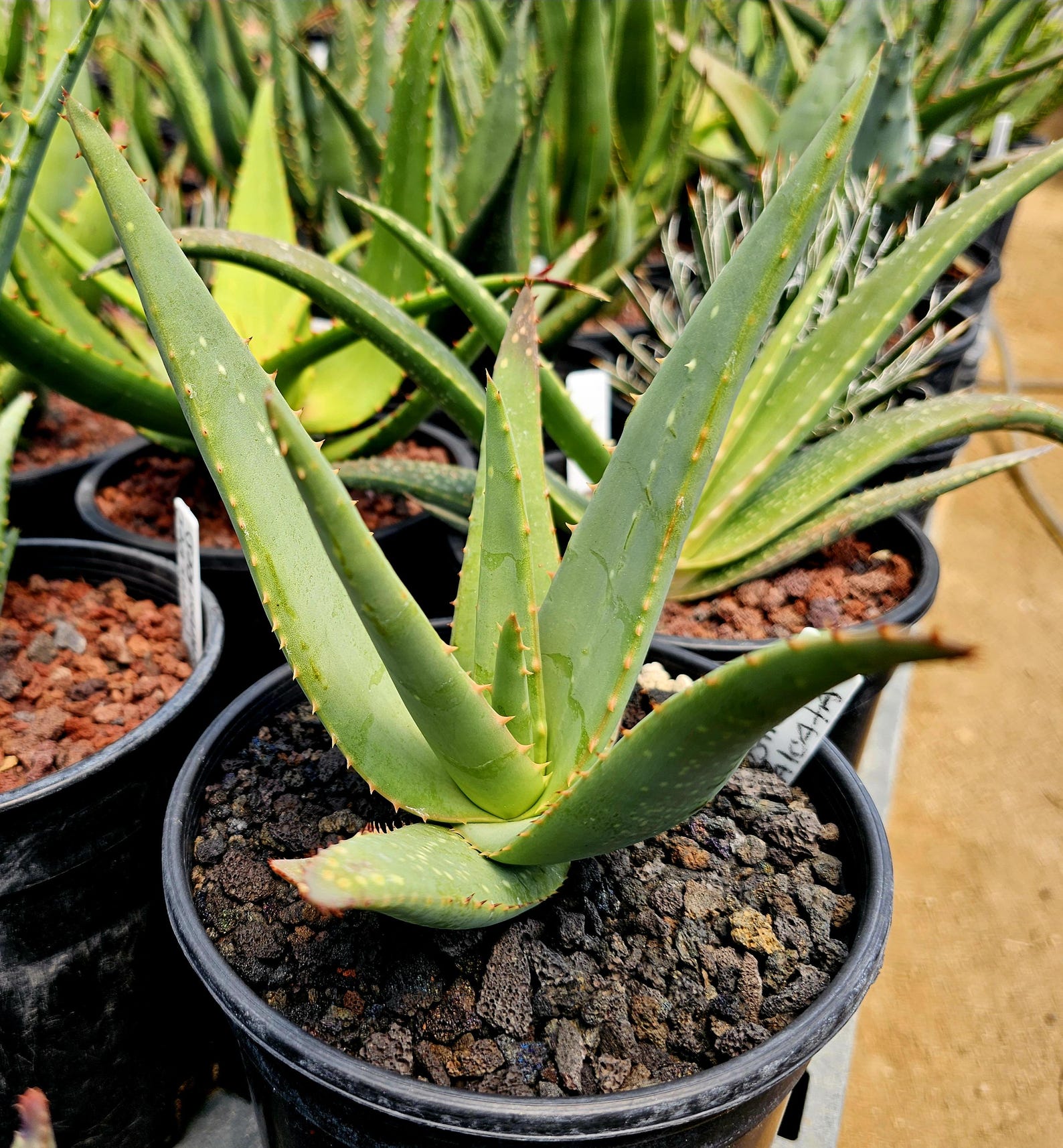 1g Aloe Austroarabica X Aloe Falcata. Heat Tolerant, Unique Foliage - Etsy