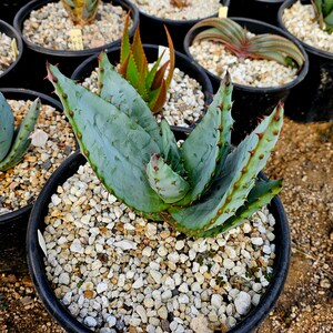 3g Aloe Excelsa,rarely Seen in Cultivation.seed Grown From South ...