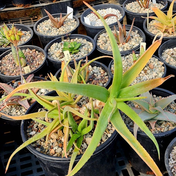 Rare Aloe - Etsy