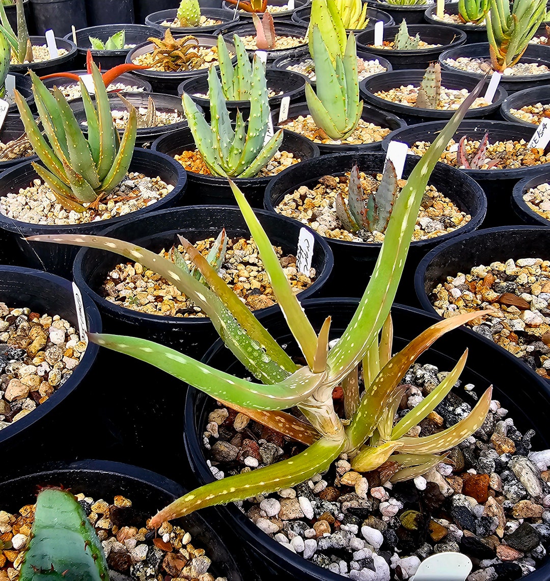 Seed Grown 1g Aloe Confusa. These Aloes Are From Tanzania, Growing Near ...