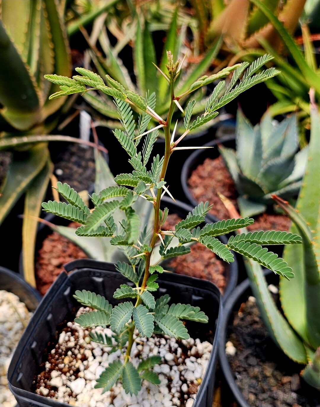 Rare Fever Tree Acacia Sapling,vachellia Xanthophloea. Top Shelf, Free ...
