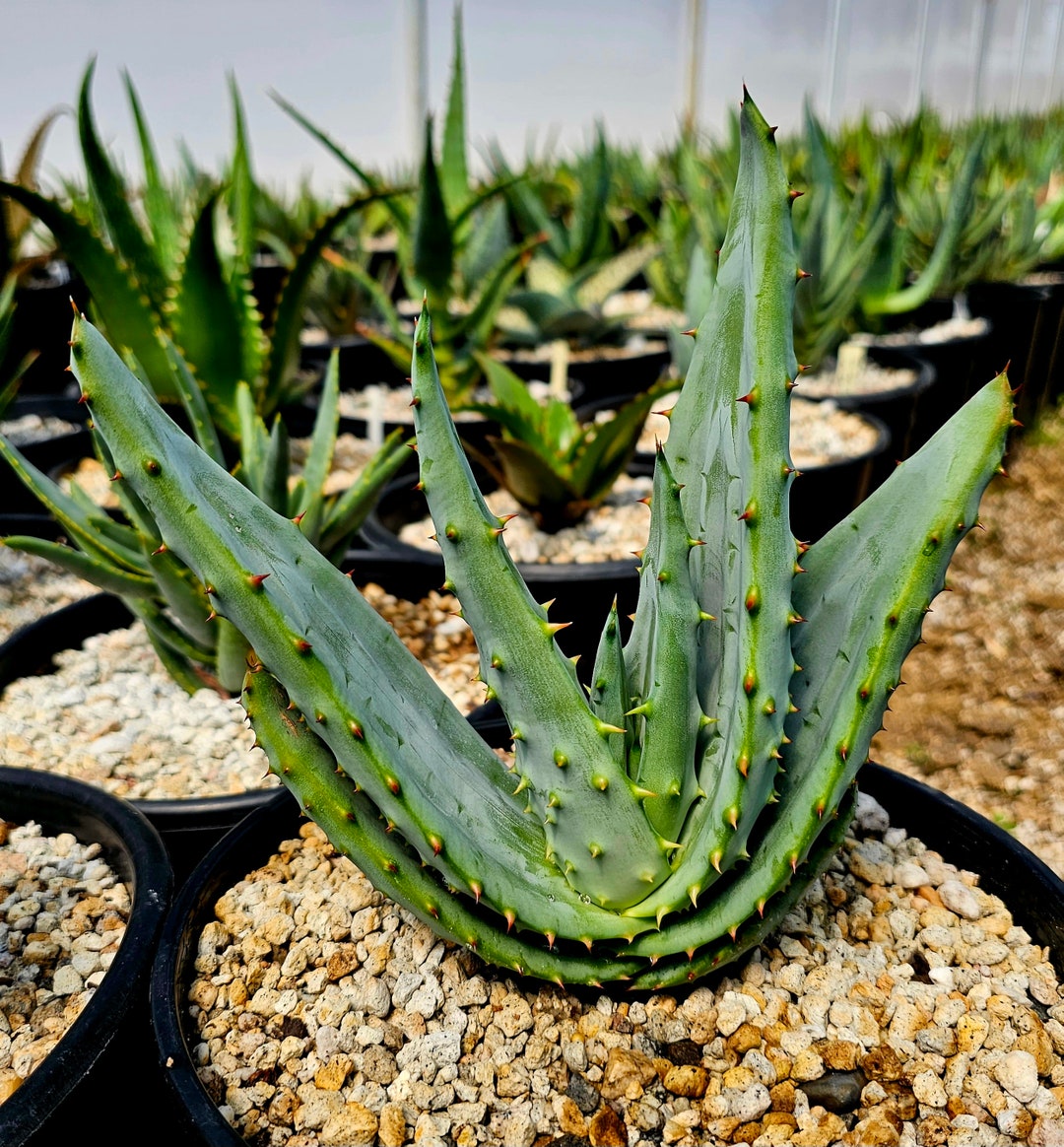 2g Aloe Excelsa: Rare South African Tree Aloe, Seed Grown - Etsy