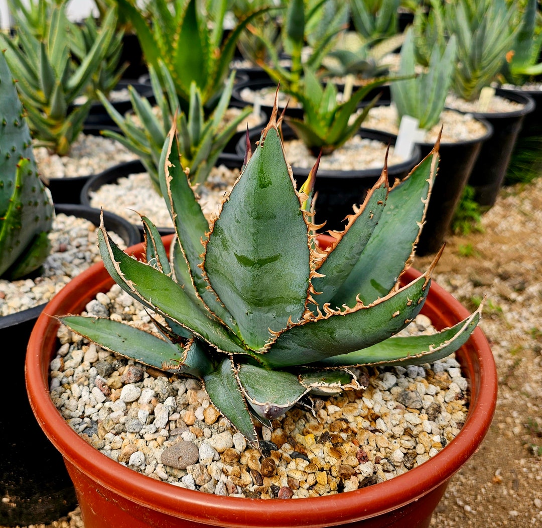 Rarely Seen 3g. Agave Megalodonta,aka Shark Tooth Agave, Seed Grown at ...