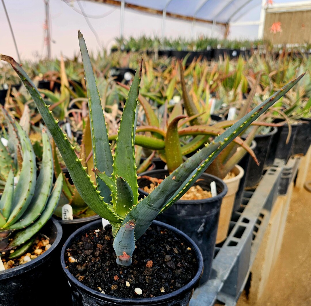 1g Aloe Glauca X Aloe Rupestris. Unique Combination of Tree Aloe and ...