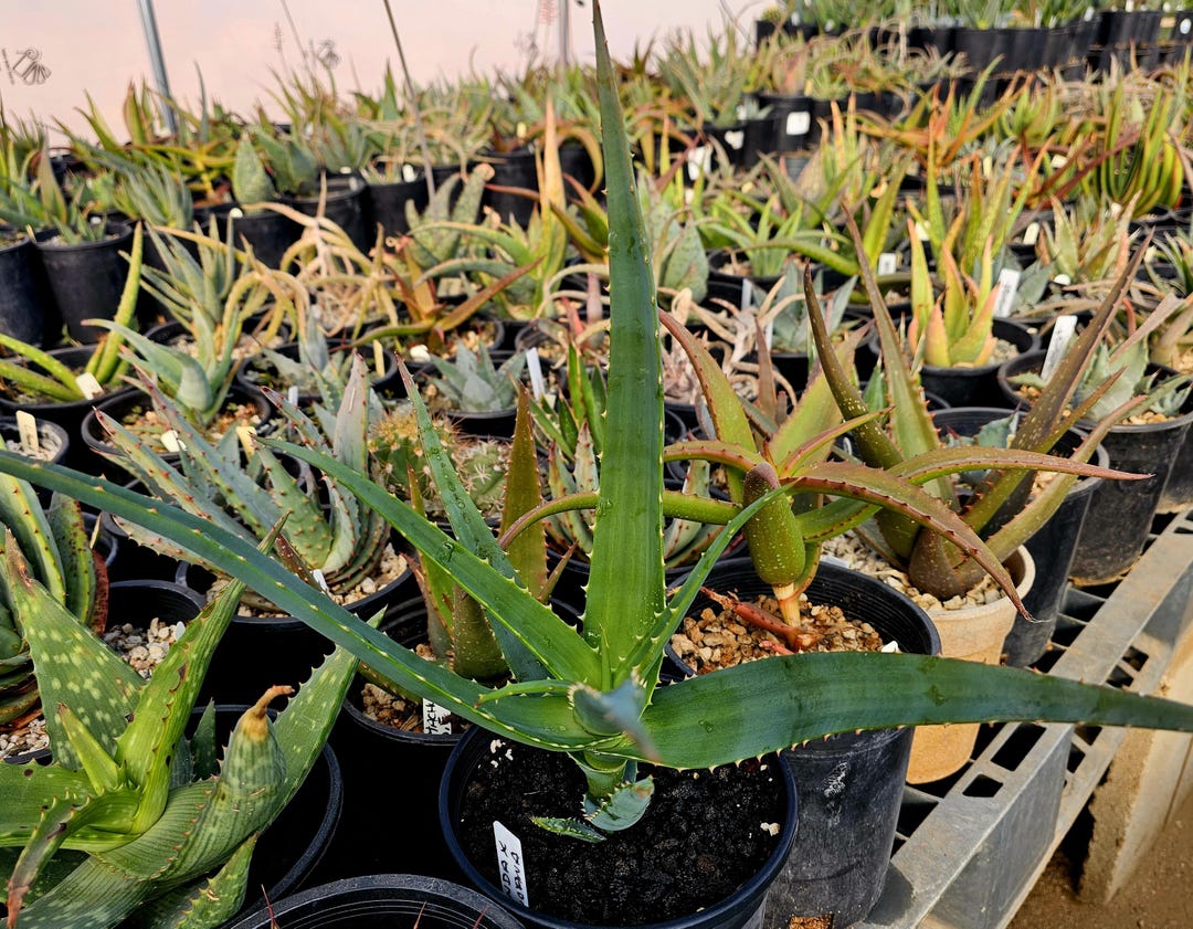 Lg.1g Aloe Vaotsanda X Aloe Africana. Madagascar Tree Aloe Vaotsanda ...