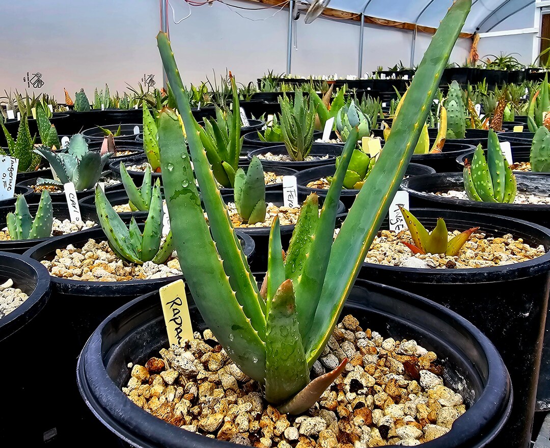 Hi! Its Aloekim and Crjim and We're Offering a Rare 1g Aloe Rapanarivoi ...