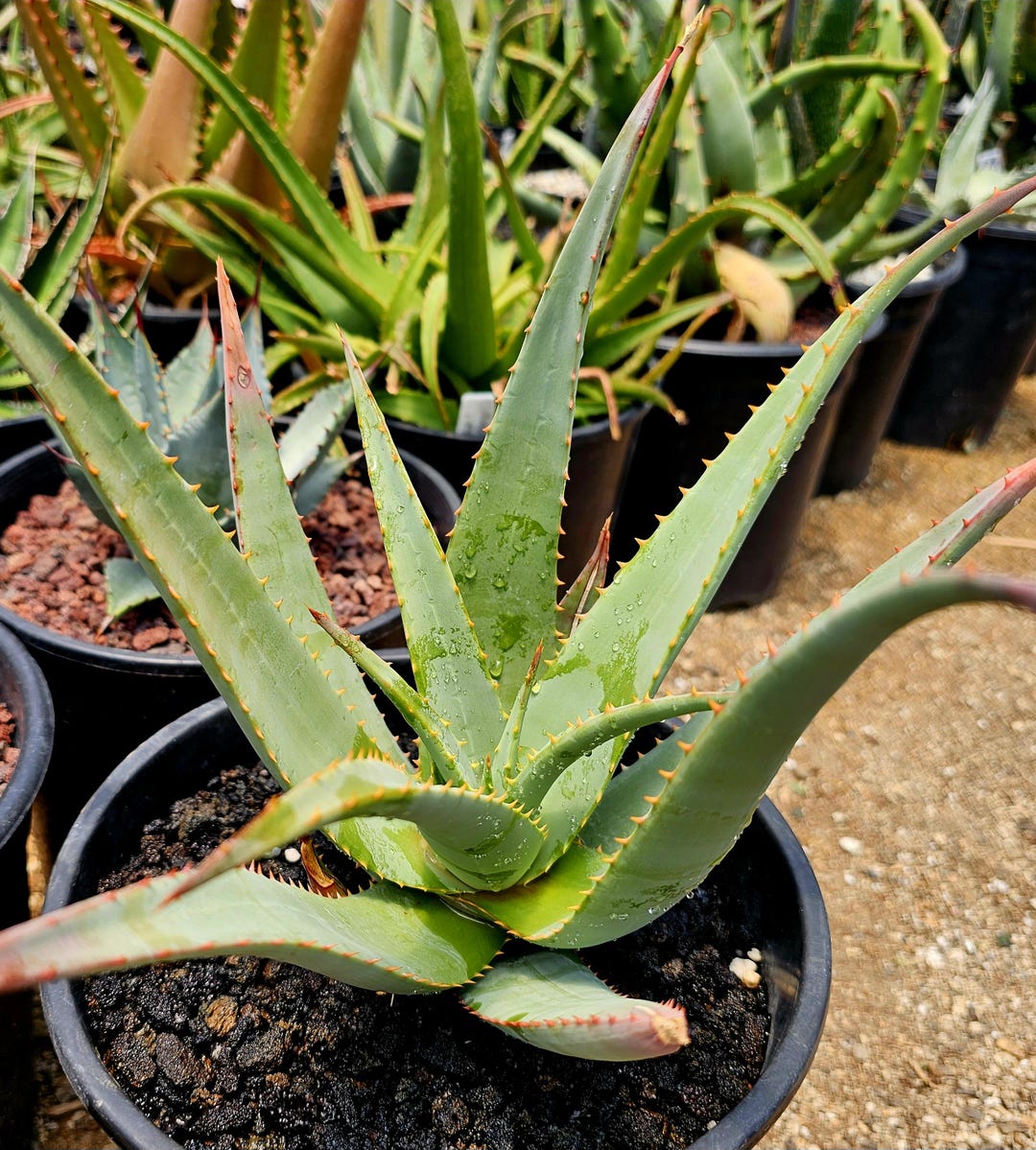 Unique Aloe Hybrid: Claviflora X Falcata X Vaotsanda (2g) - Etsy