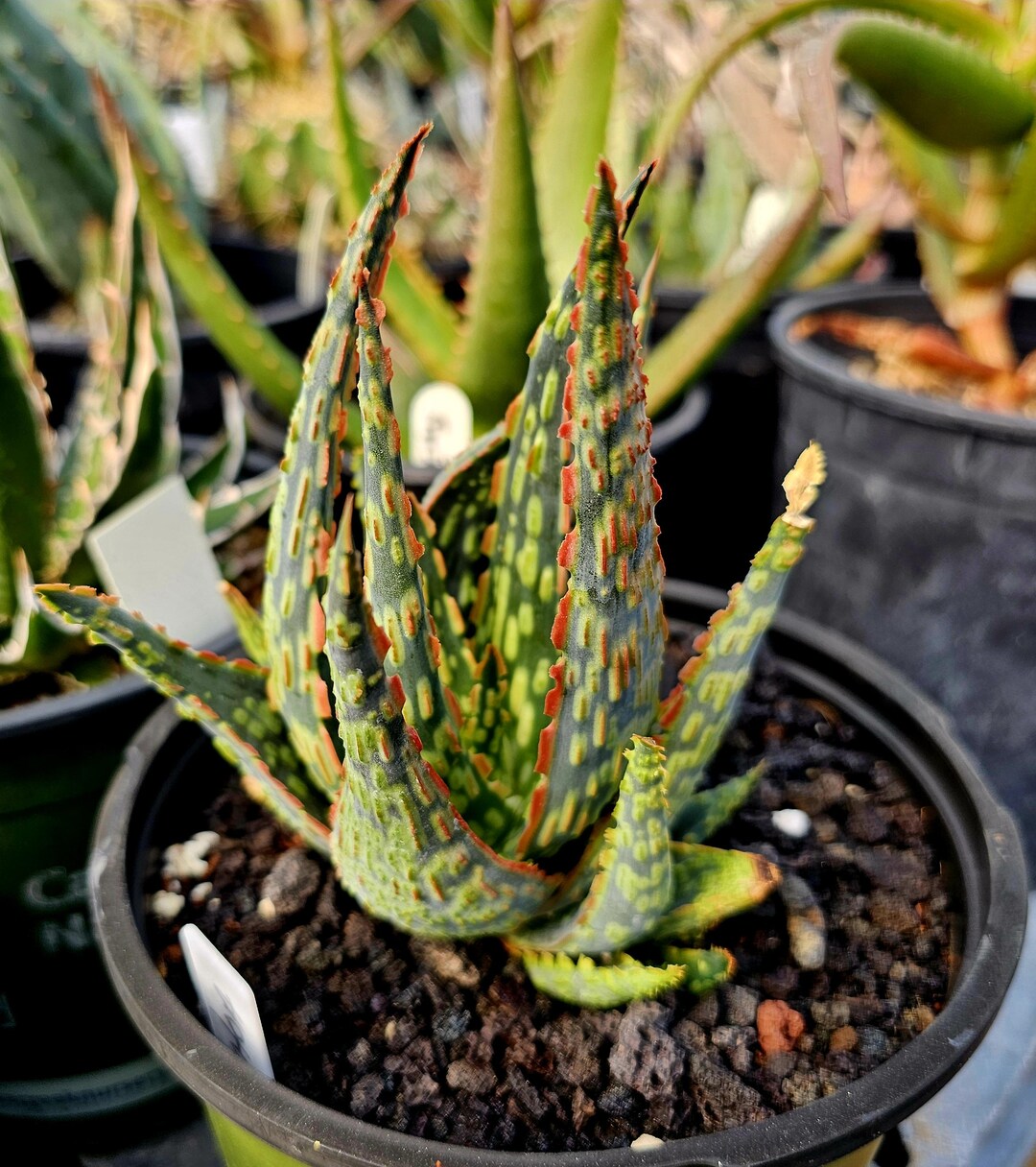 1g Aloe Krakatoa: Bumpy Foliage, Red Orange Teeth, Hybrid Aloe - Etsy
