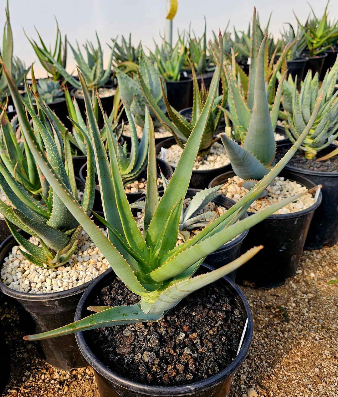 2g Aloe Speciosa X Aloe Vahondrandra. Combination of a Madagascar Tree ...