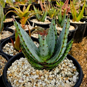 3g Aloe Excelsa,rarely Seen in Cultivation.seed Grown From South ...