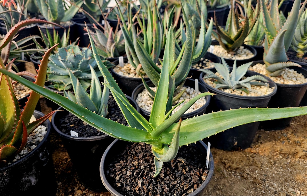 2g Aloe Vaotsanda X Aloe Africana. Madagascar Tree Aloe Vaotsanda ...